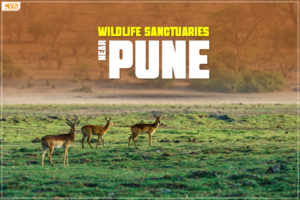Pune's Wildlife Sanctuaries | Discover Nature's Beauty