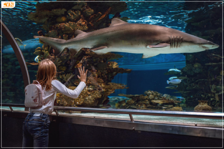 Aquatic Adventure: SeaWorld Ultimate Shark Experience