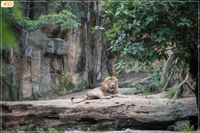 North Bengal Animals Park Plans to Open a Lion Safari in West Bengal